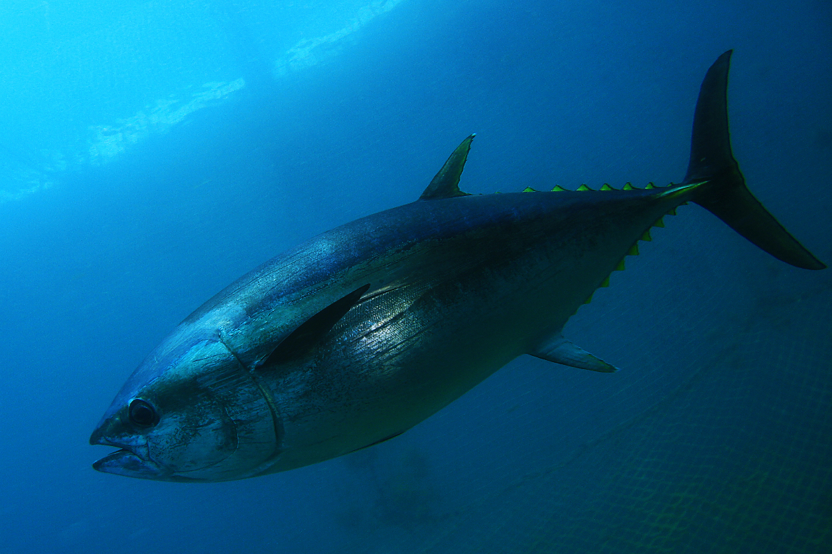 Bluefin tuna in Cornwall's waters | ExplorEarth