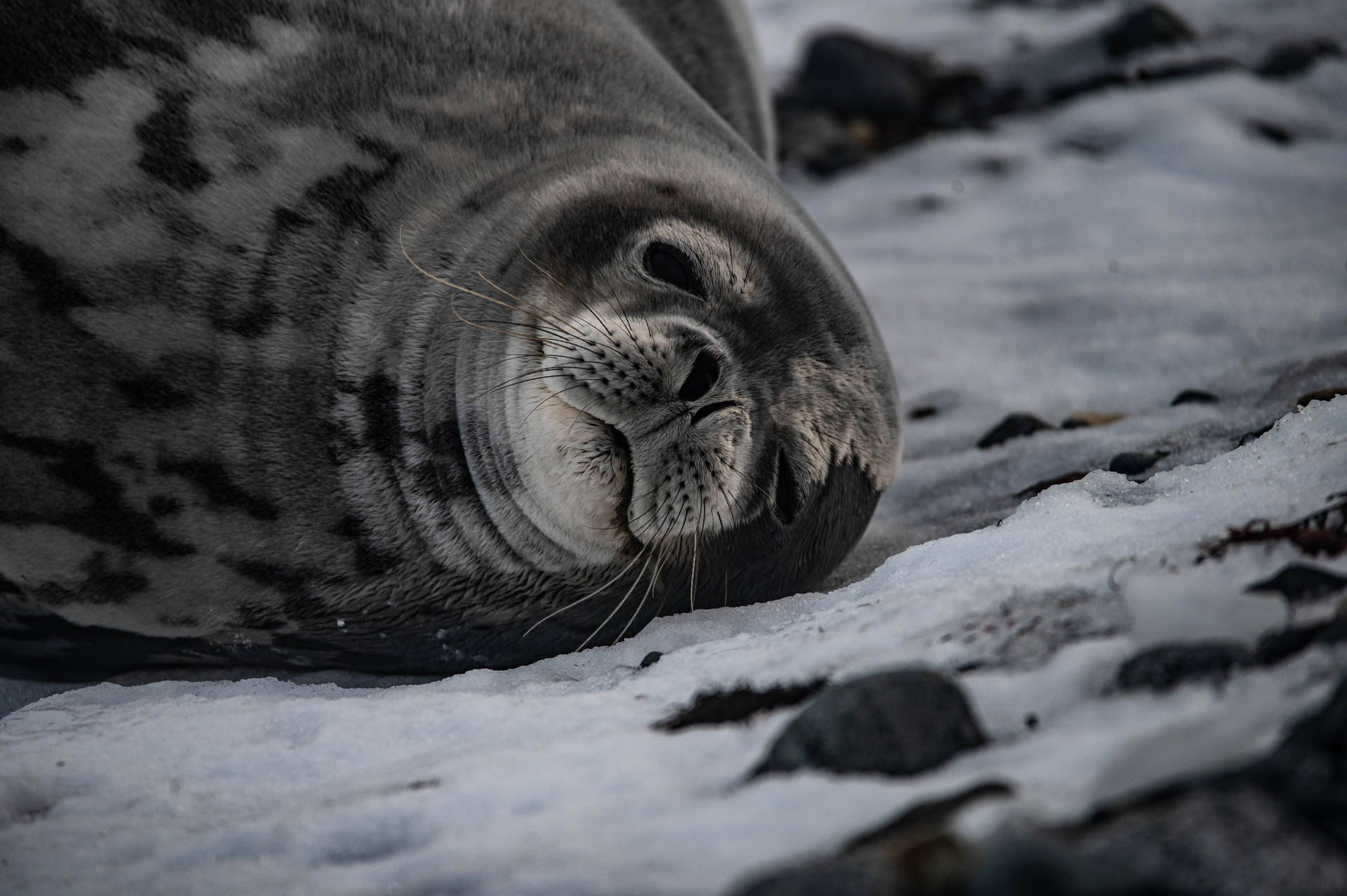 Weddell Seals