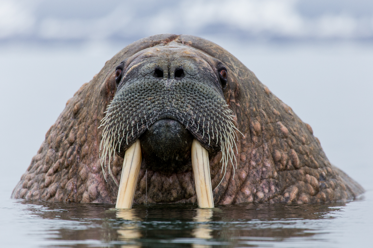 Walruses