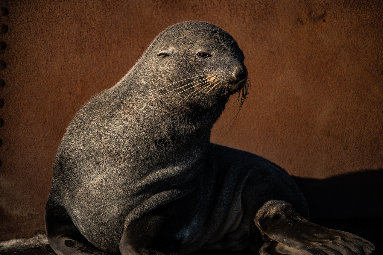 Fur Seal