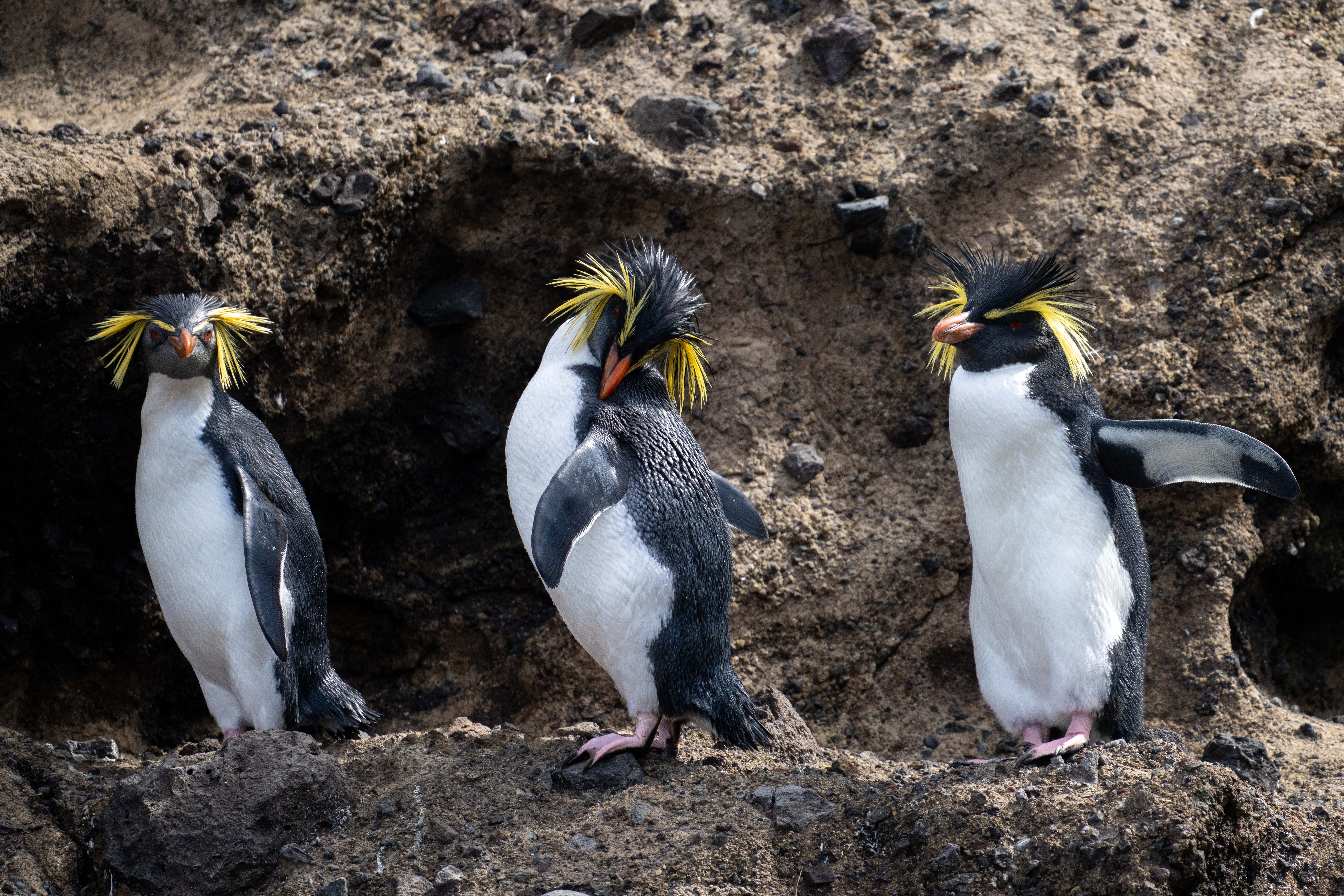 Northern Rockhopper Penguins