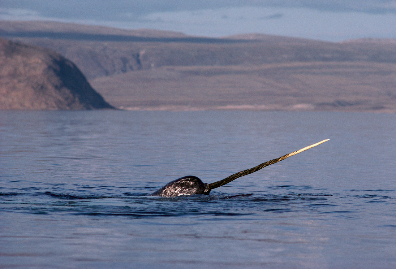 Narwhals the unicorns of the sea | ExplorEarth
