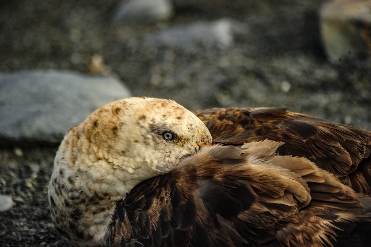 Giant Petrels